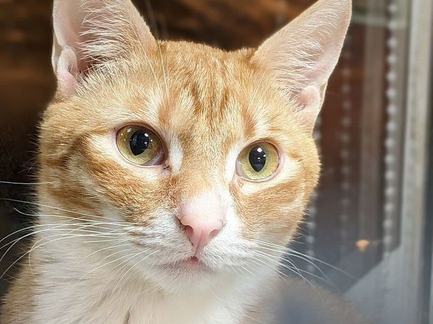 Активный рыжик Семён ищет дом