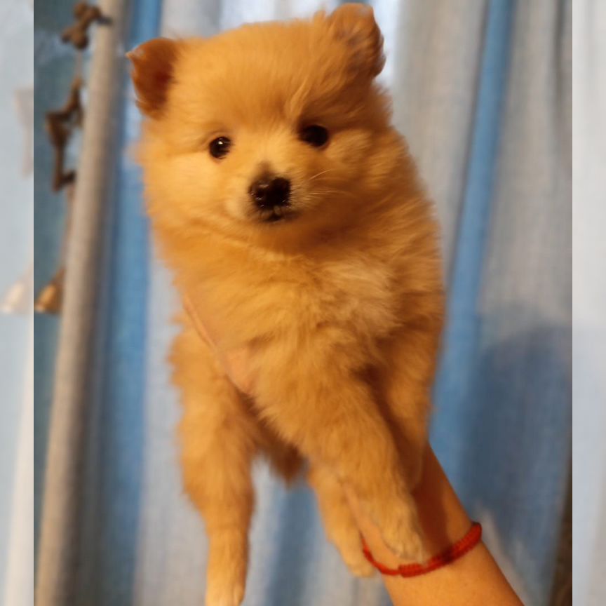 Померанский шпиц, щенок