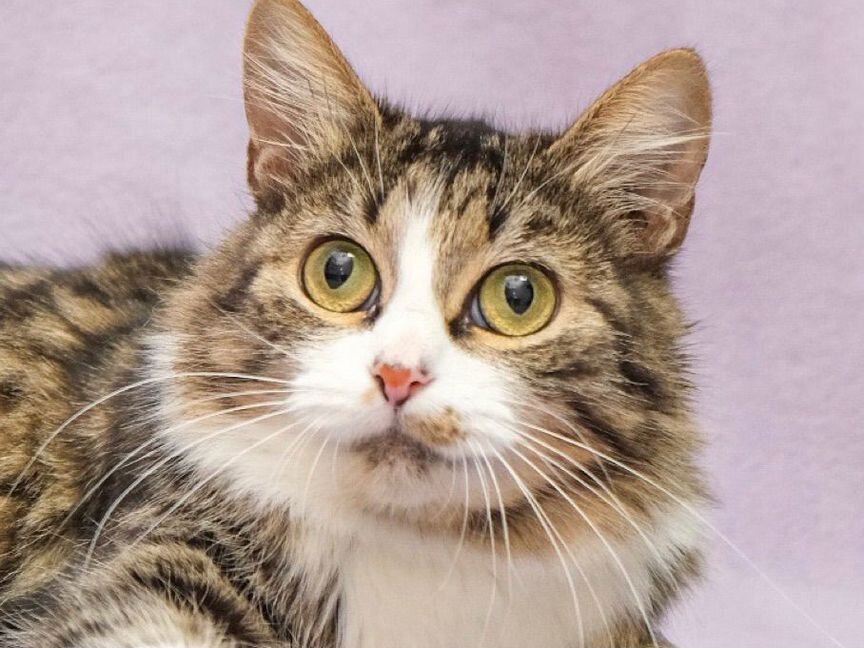 Кошечка-смешнулька ищет дом