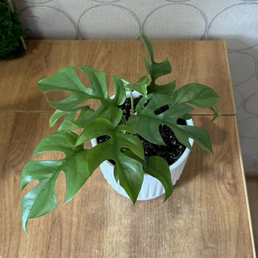 Рафидофора тетрасперма