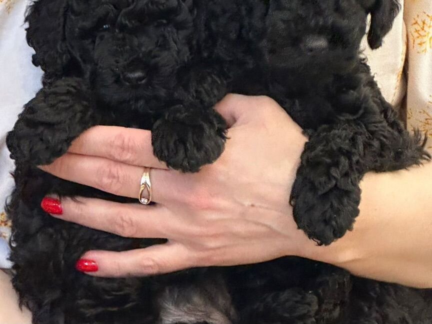 Той пудель черный