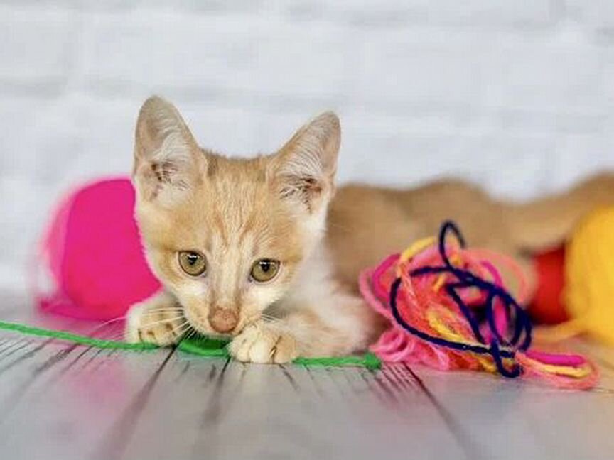 Котёнок-мальчик рыжий с пятнышками. Бесплатно