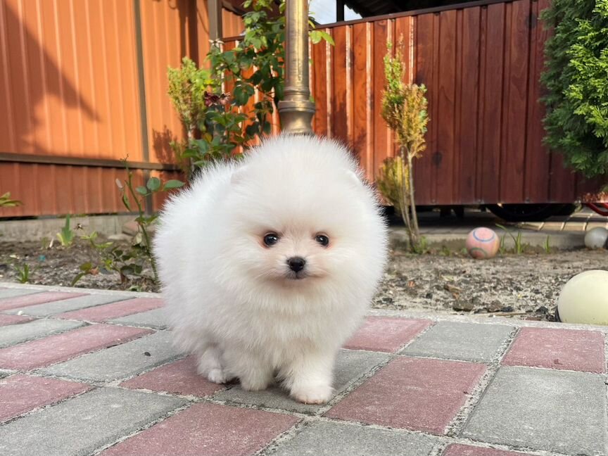 Померанский шпиц