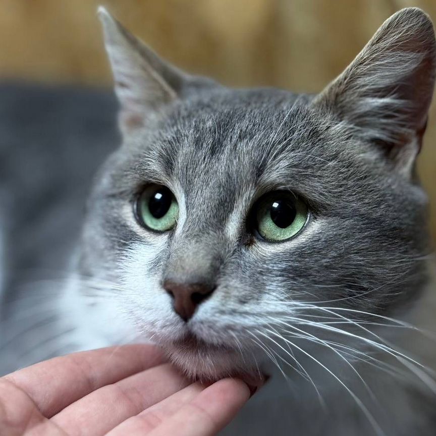 Взрослый кот в добрые руки