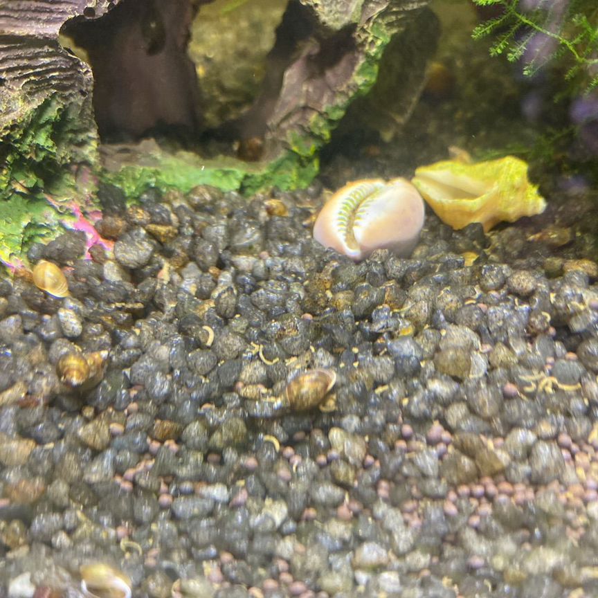 Улитки аквариумные золотые