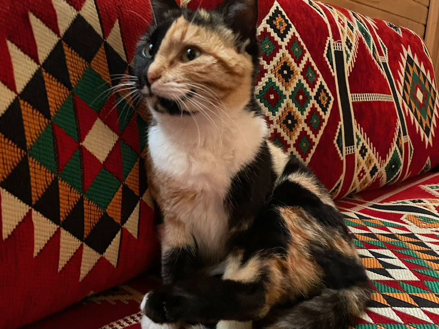 Кошка турецкая