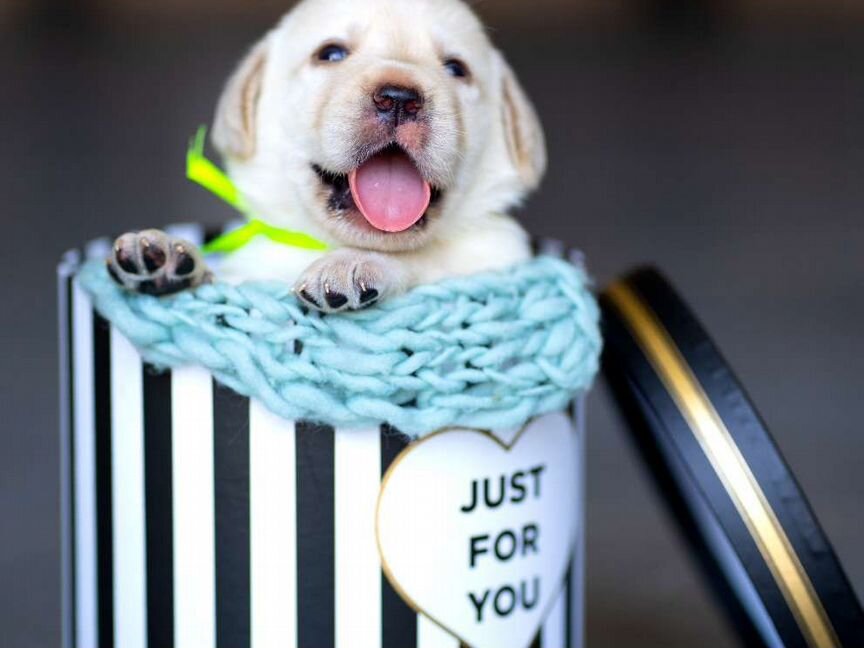 Щенки лабрадора