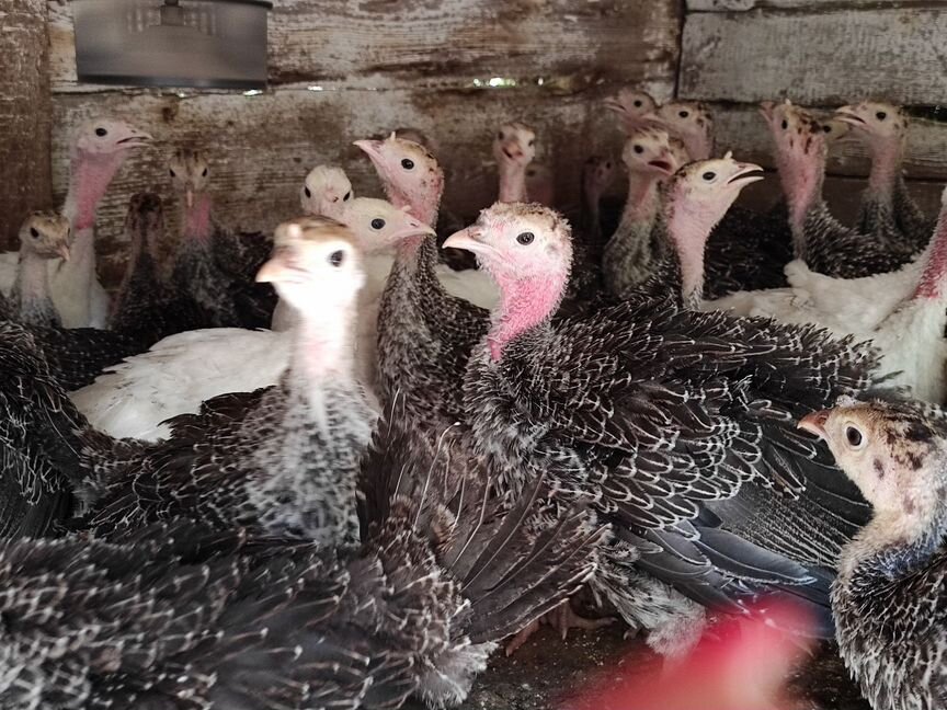 Индюшата подрощенные