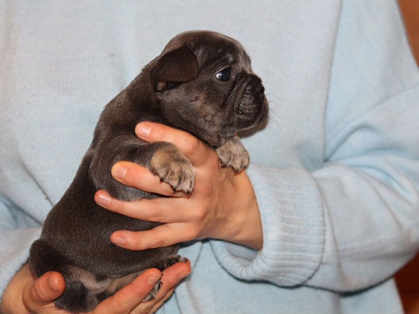 Француз на Новый год