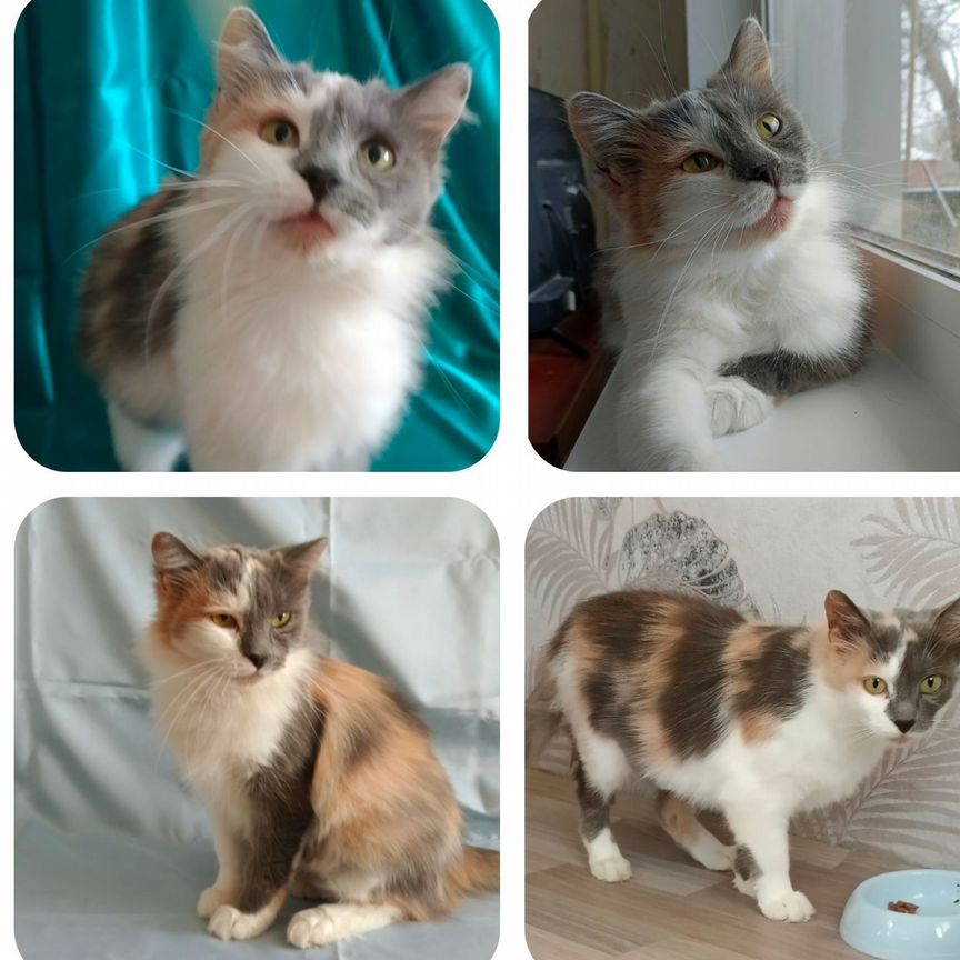 Кошки в добрые руки