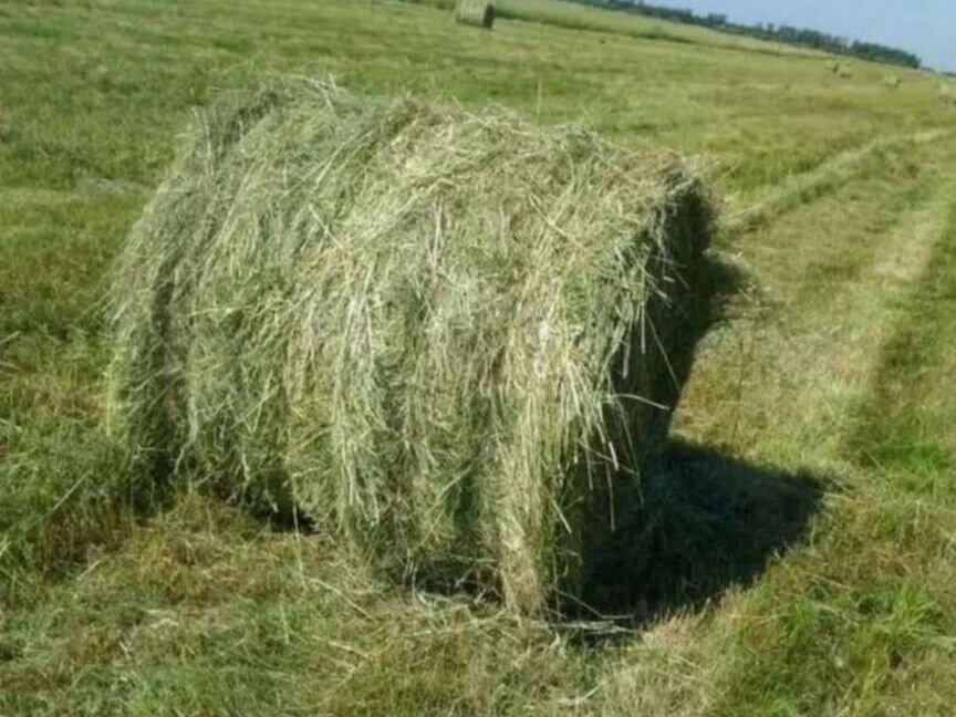 Сено в рулонах луговое люцерна суданка