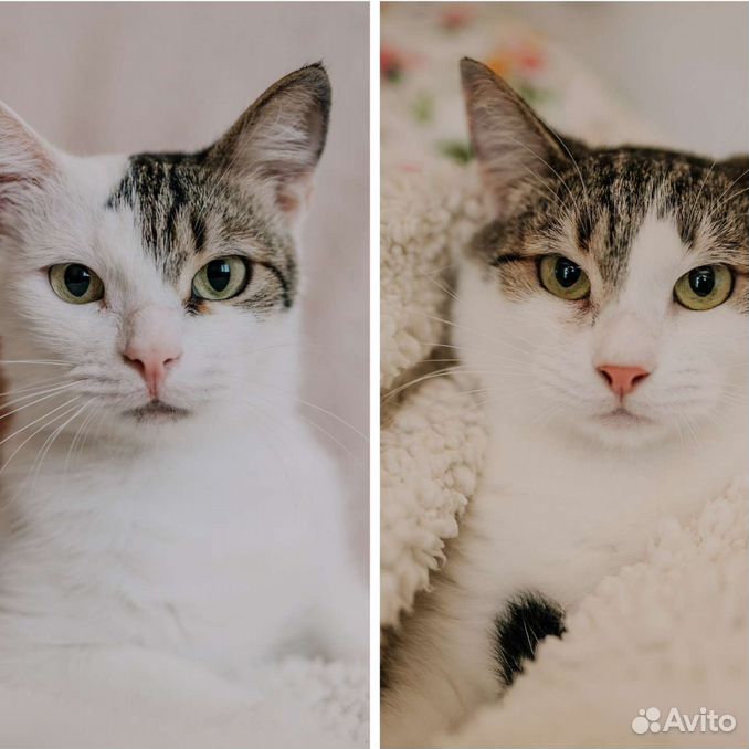 Неразлучники котики братья Тимоша и Ероша