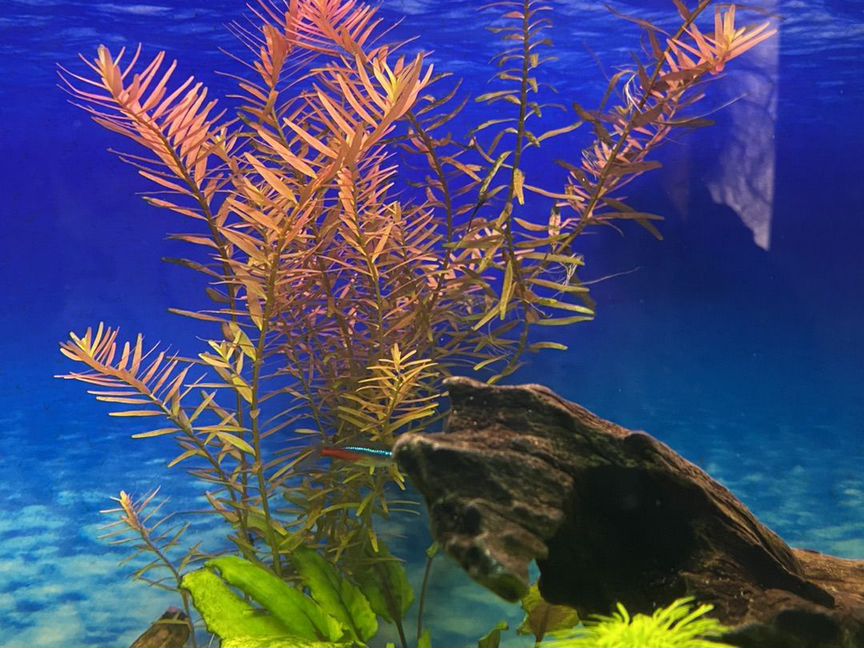 Аквариумные растения