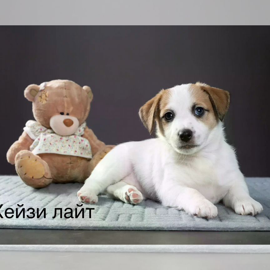 Джек-рассел-терьер, щенок