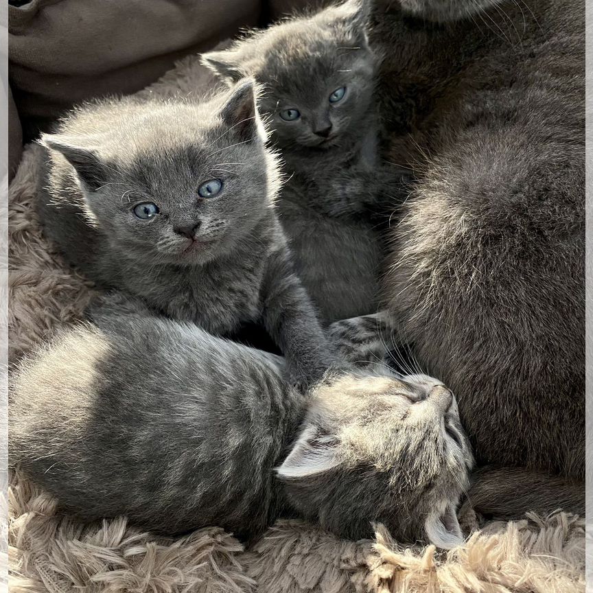 Котята Британской породы