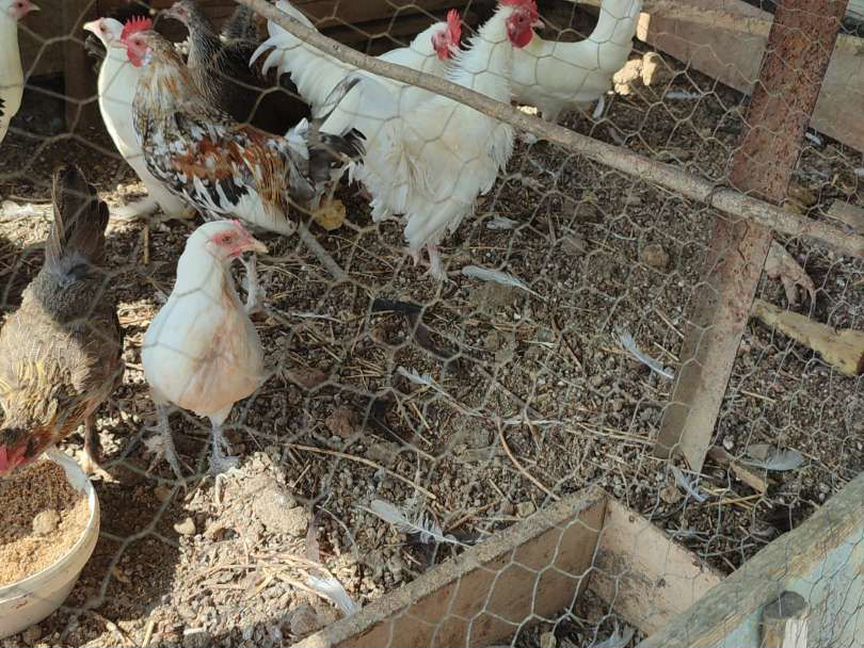 Карликовые бентамки молодые