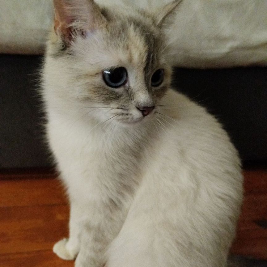 Кошечка