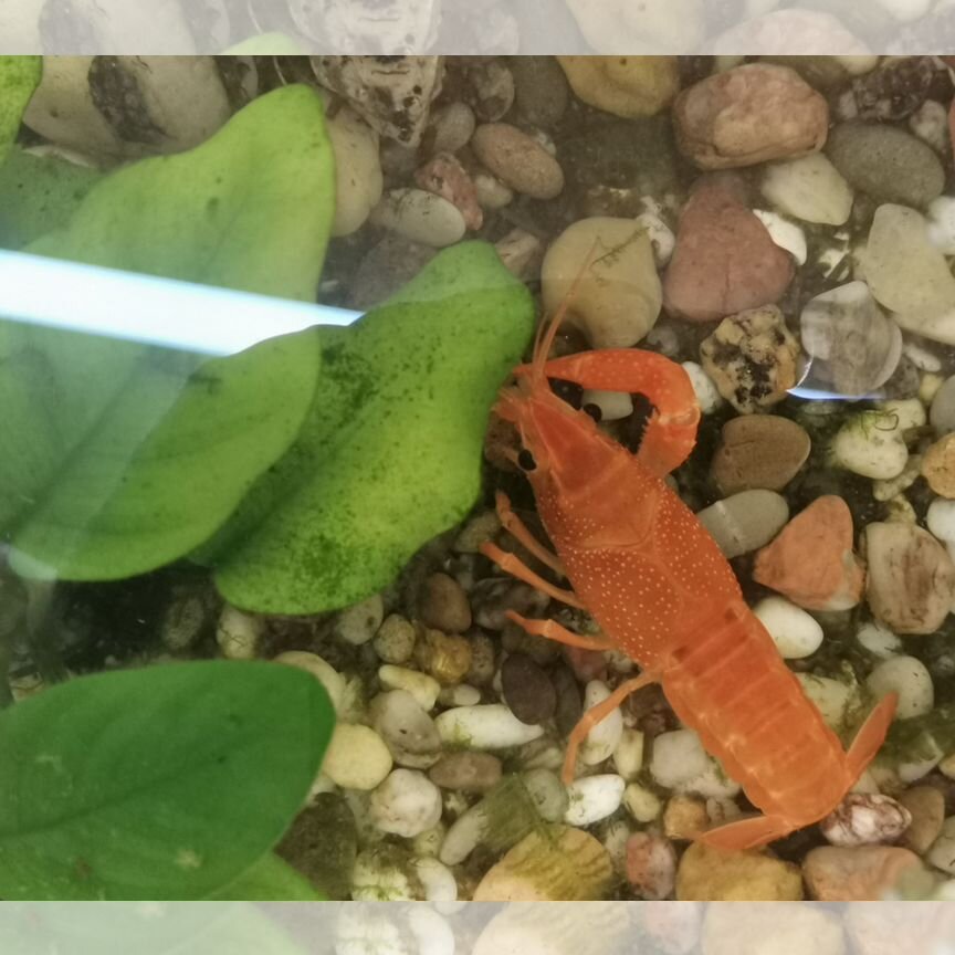 Рак калифорнийский Флоридский красный