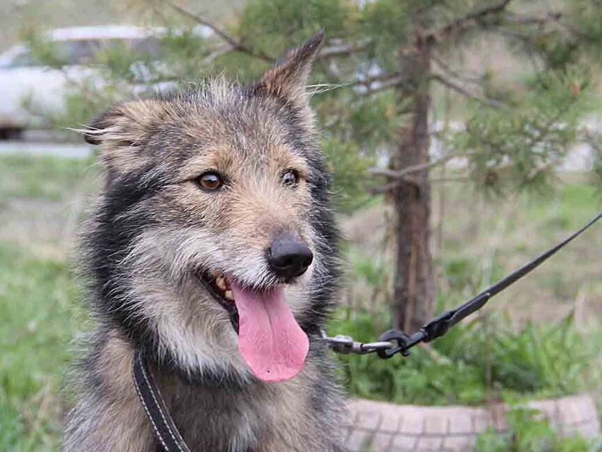 Обалденный пёсик Малыш)