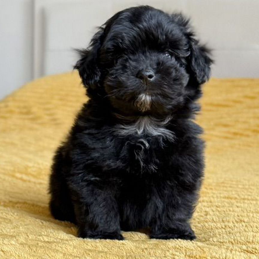 Мальтипу, щенок