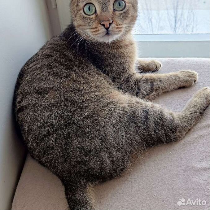Кот Тихон отдам в добрые руки. Доставка