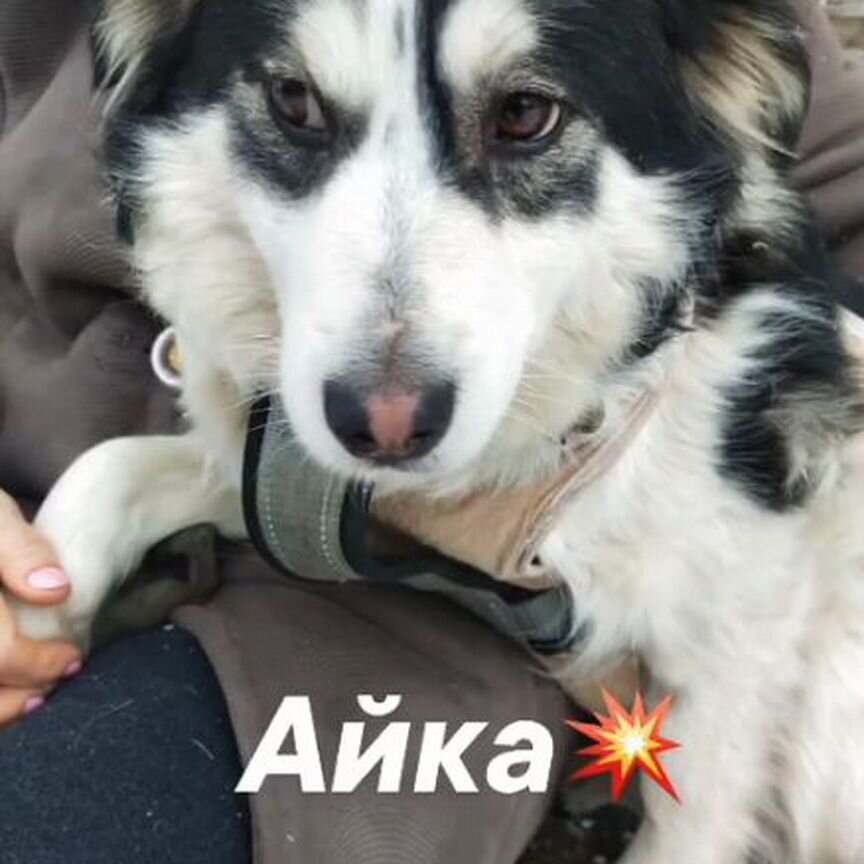 Собака в добрые руки