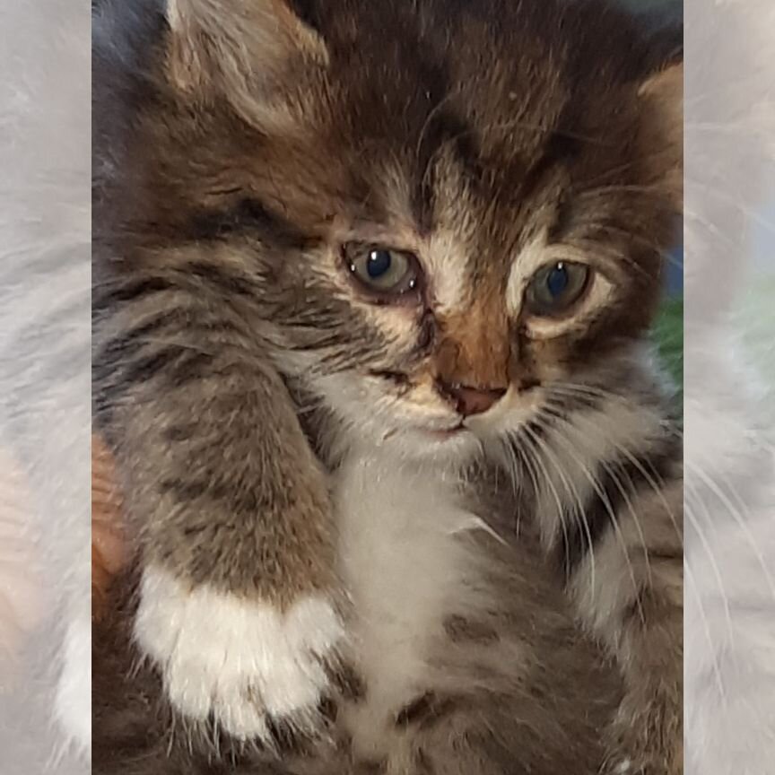 Котята в добрые руки бесплатно