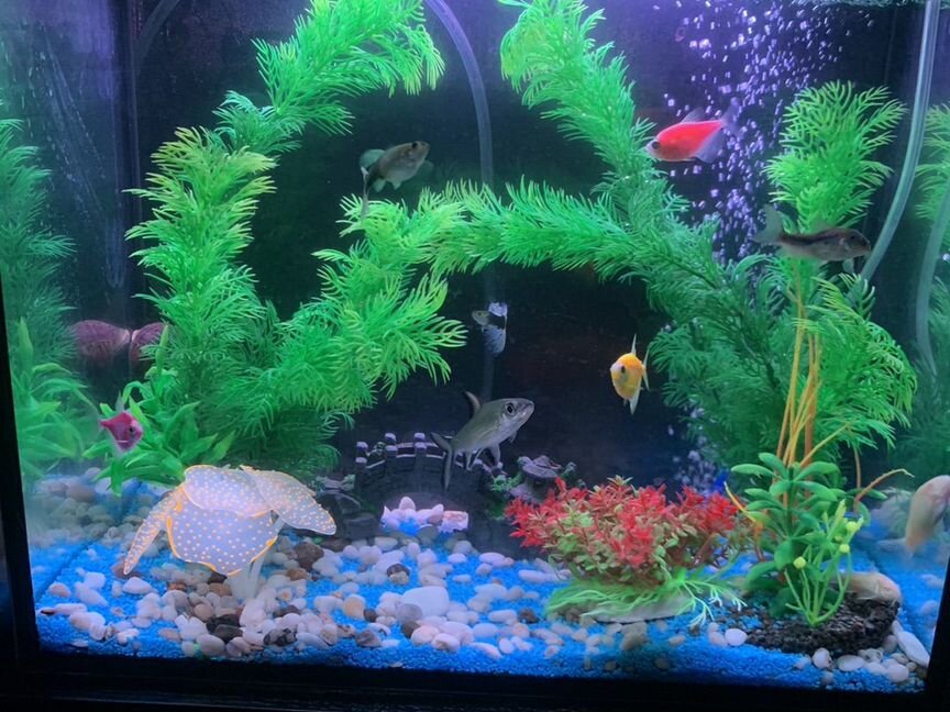 Аквариум с рыбками
