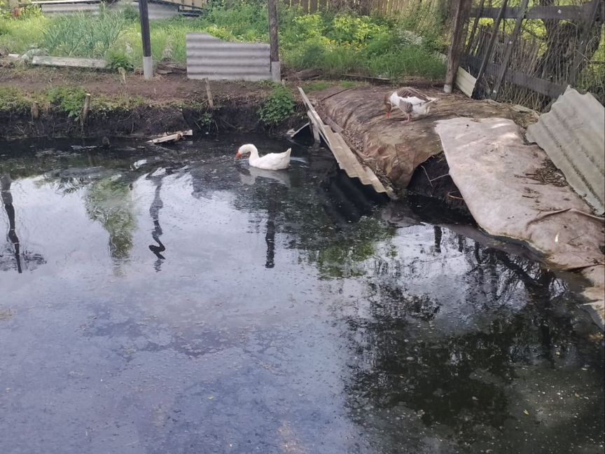 Семья гусей