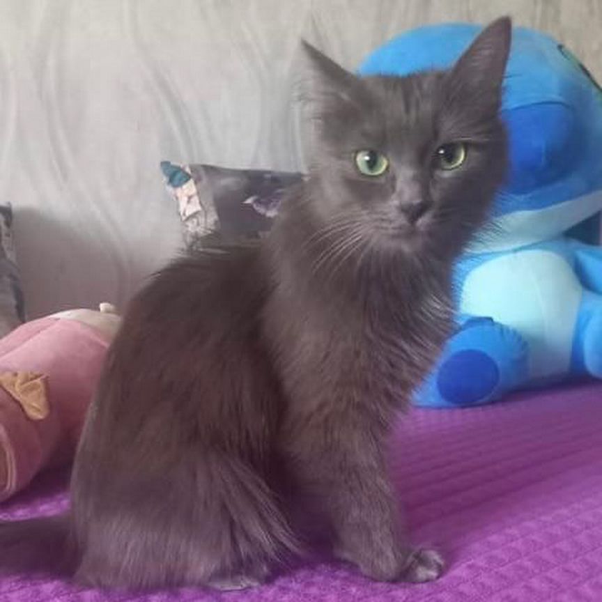 Кошечка 1 год, срочный пристрой