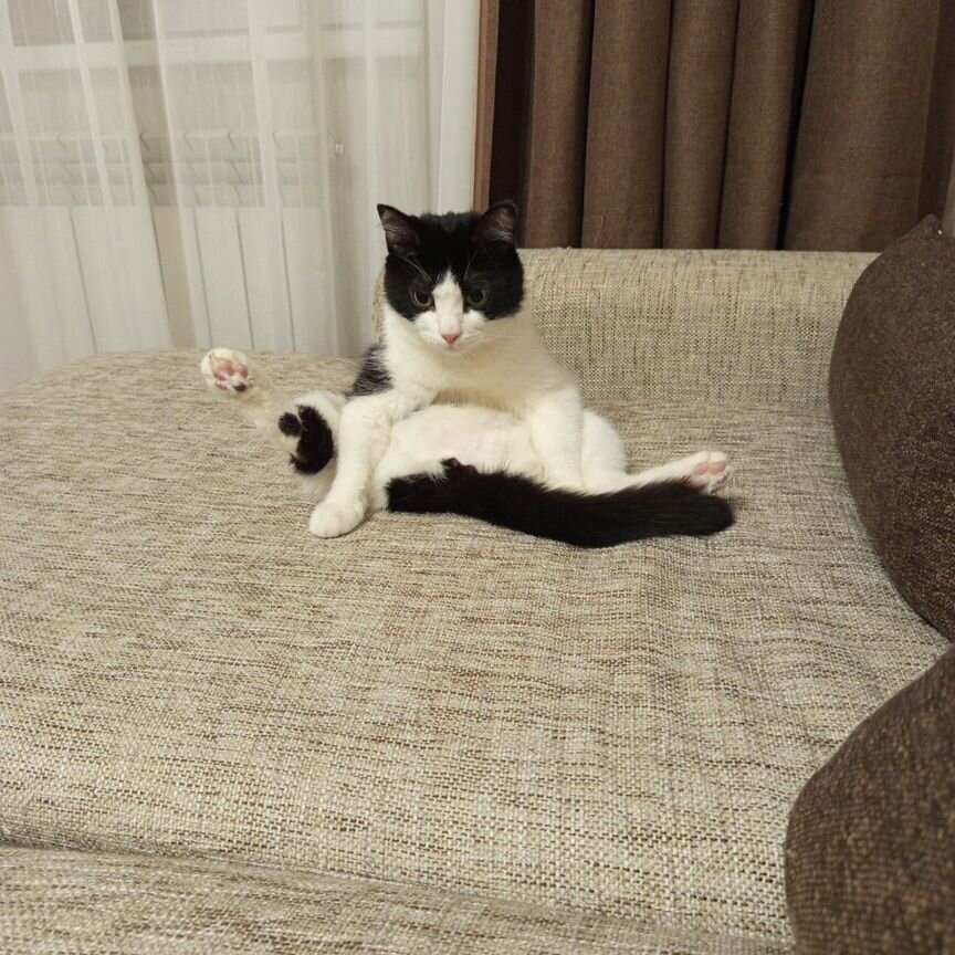 Коты в добрые руки