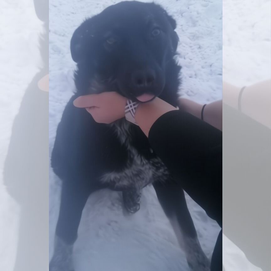 Взрослая собака в добрые руки