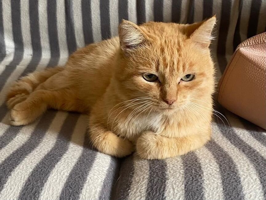 Особенный котик