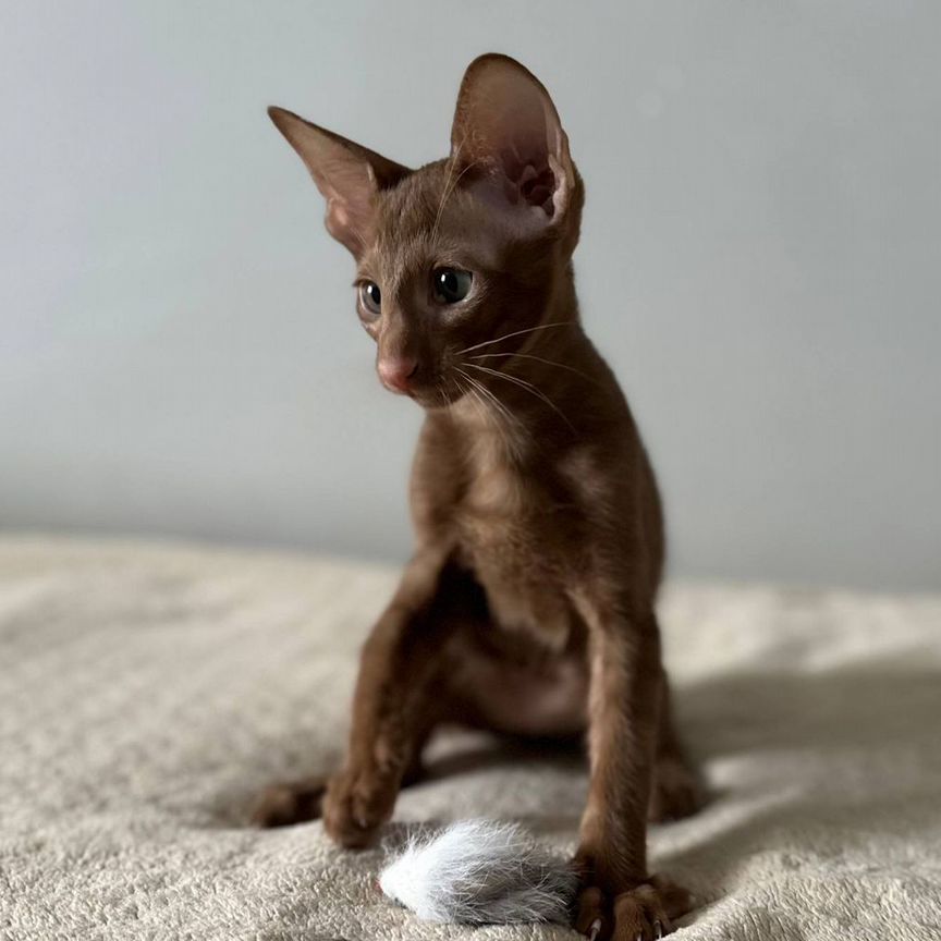 Ориентальный котёнок