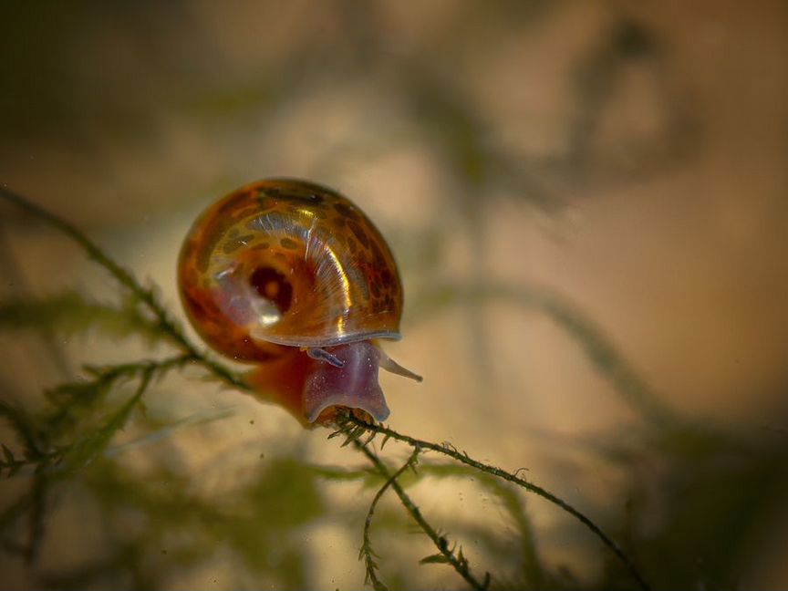 Улитка катушка (Planorbidae)