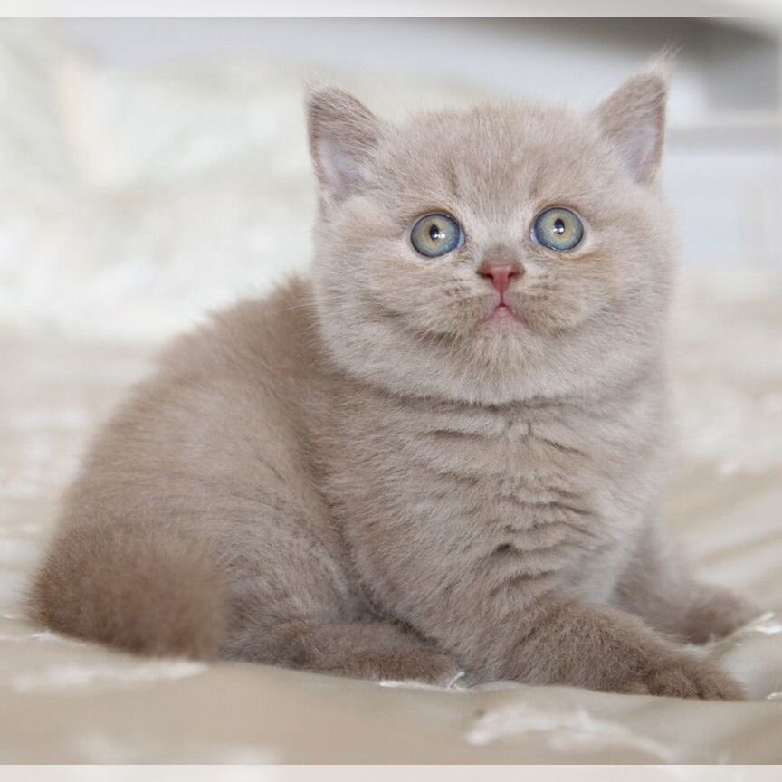 Британский короткошёрстный котёнок
