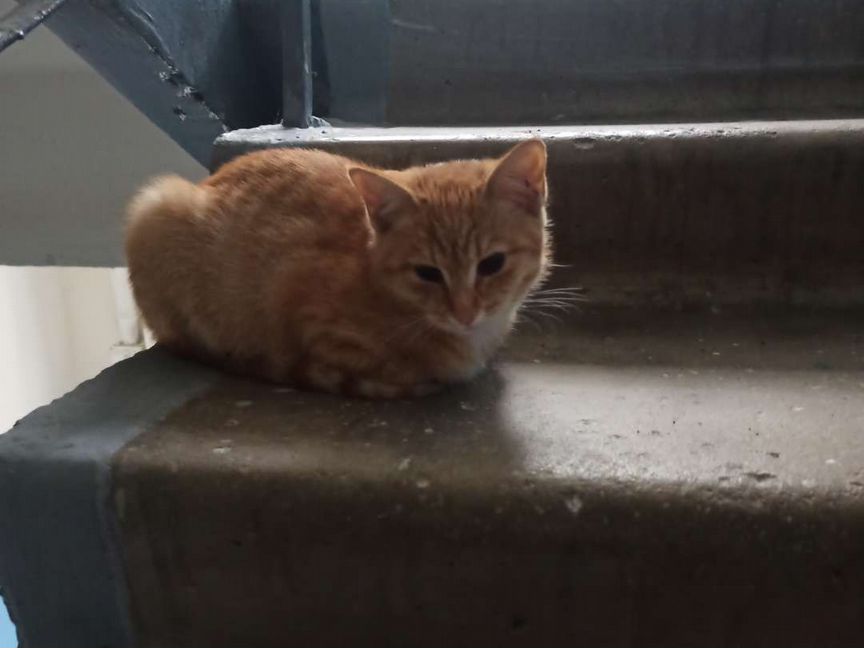 Котенок в дар