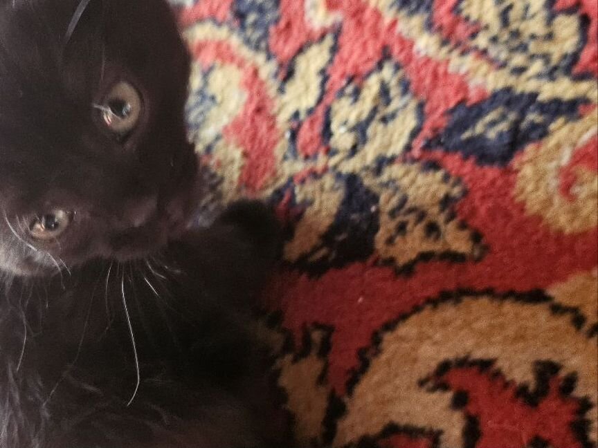 Котенок в добрые руки