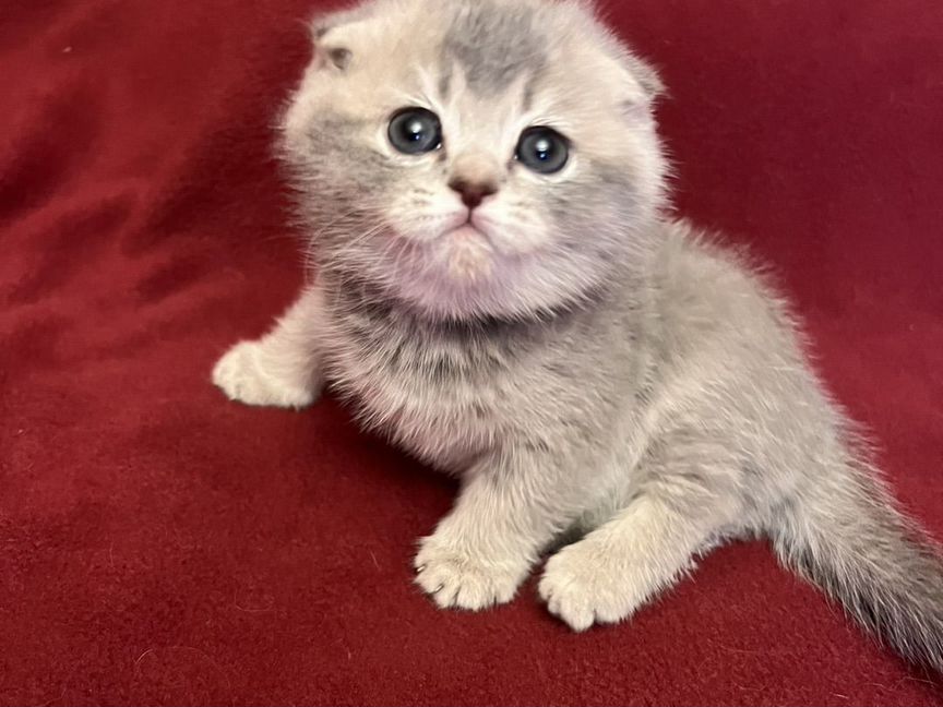 Шотландская вислоухая кошечка