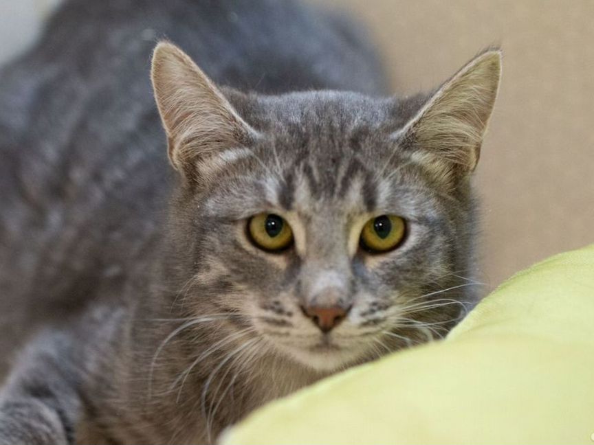 Маленький красавчик Хоуп 5 мес в самые добрые руки