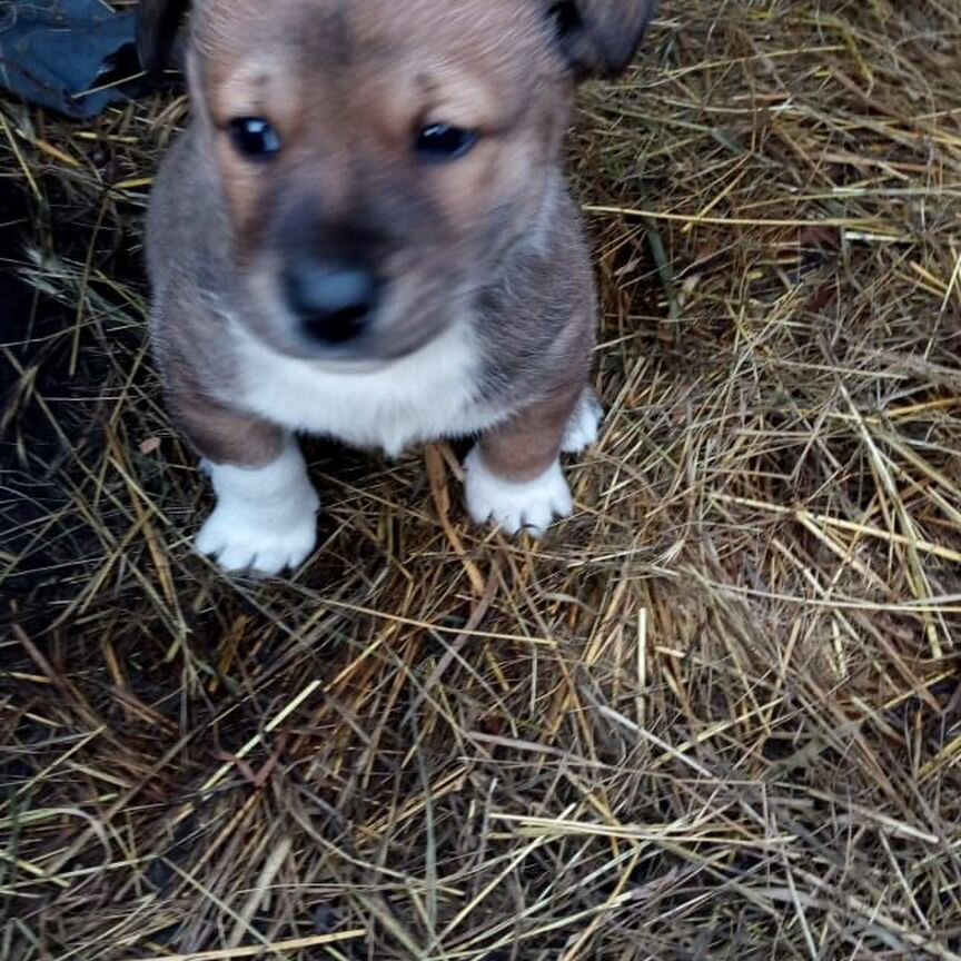 Отдам в добрые руки