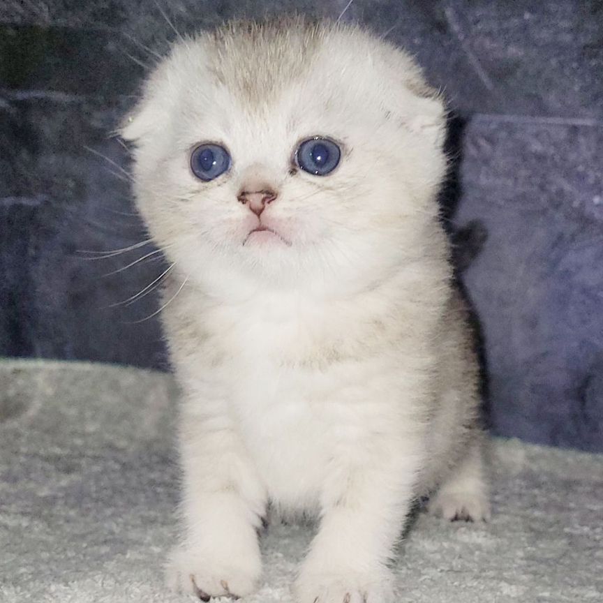 Шотландский вислоухий короткошёрстный котёнок