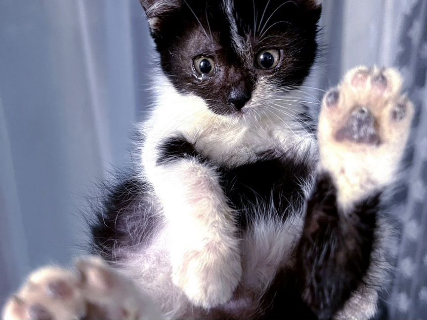 Котята в добрые руки девочка