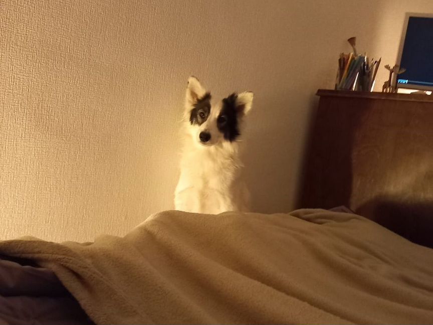 Красивая собака в добрые руки