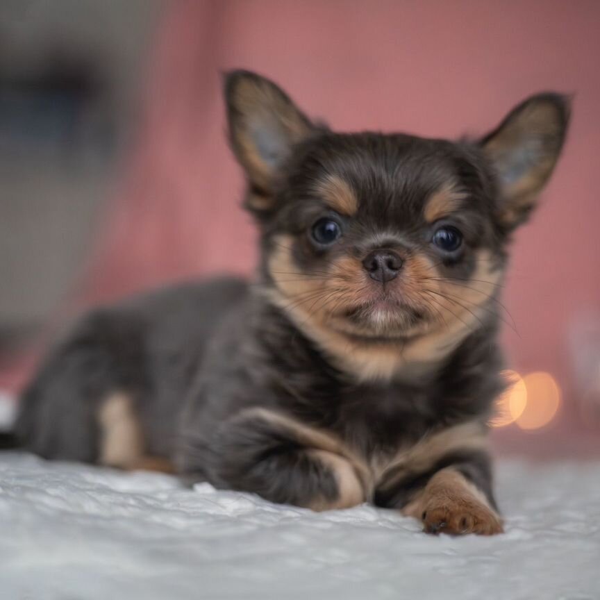 Чихуахуа, щенок