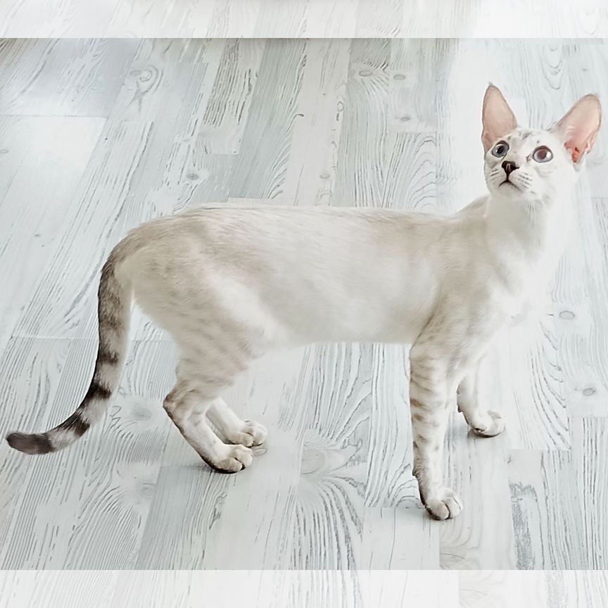 Сиамская кошка