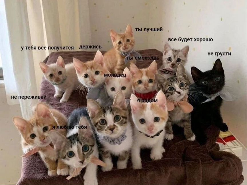 Кошка и психология. Антистресс