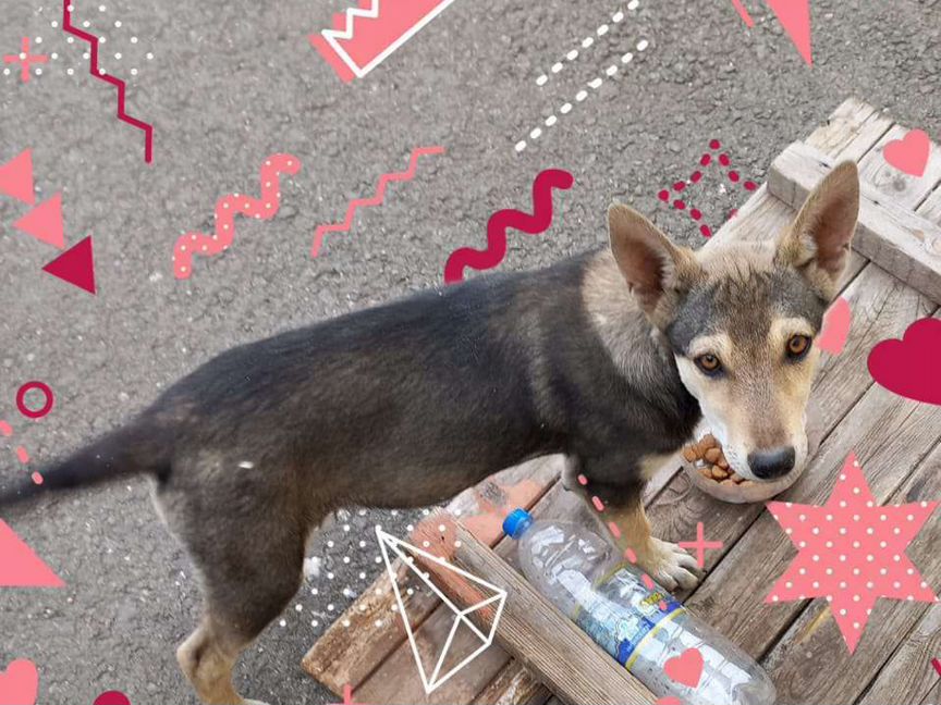 Щенок девочка родилась в марте 2023