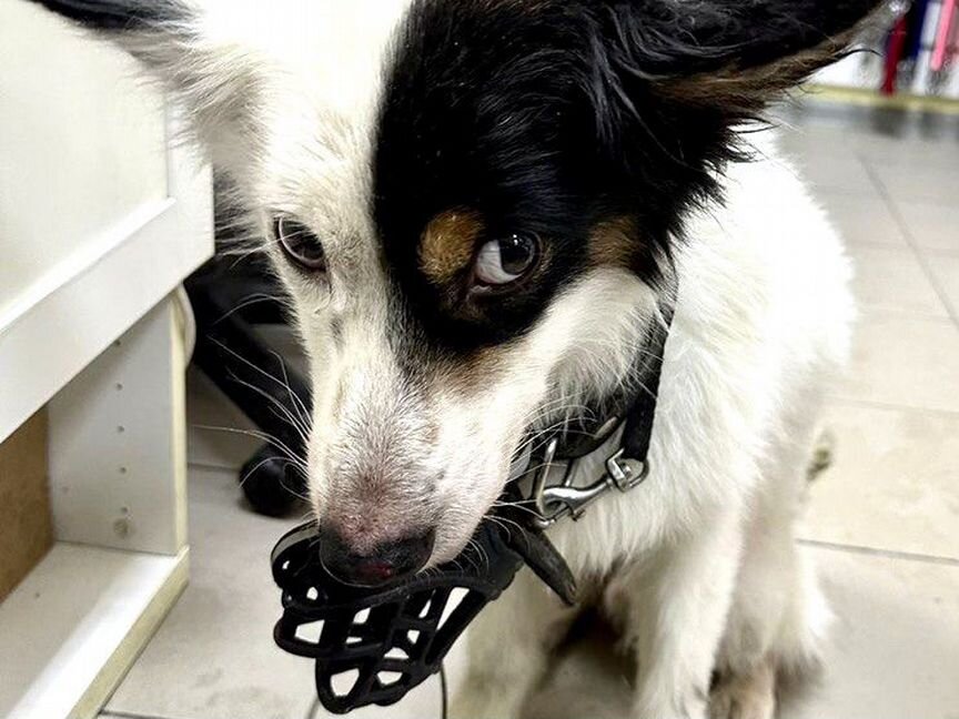 Рождественский пёсик ищет дом