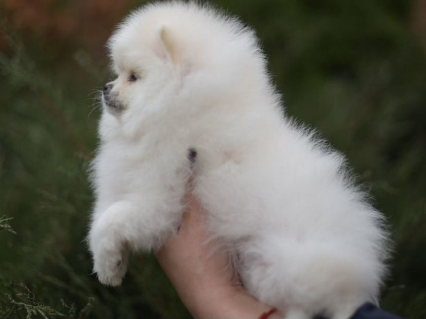 Померанская кукла